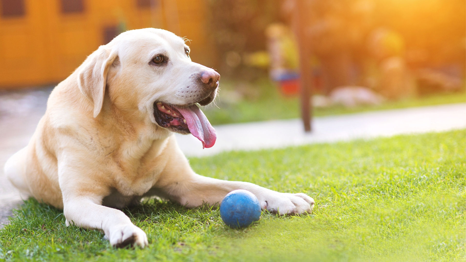 Surgical Release Form | Bowling Green Vet Surgical Specialty